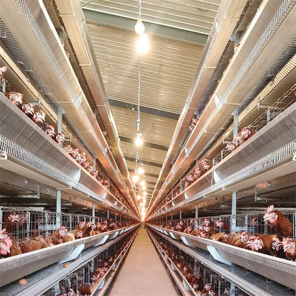 China Egg Layer Chicken Production Equipment Manufacturer