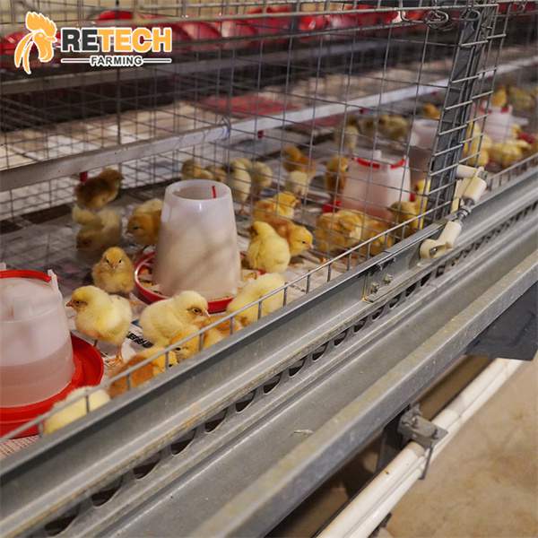 China Egg Layer Chicken Production Equipment Manufacturer