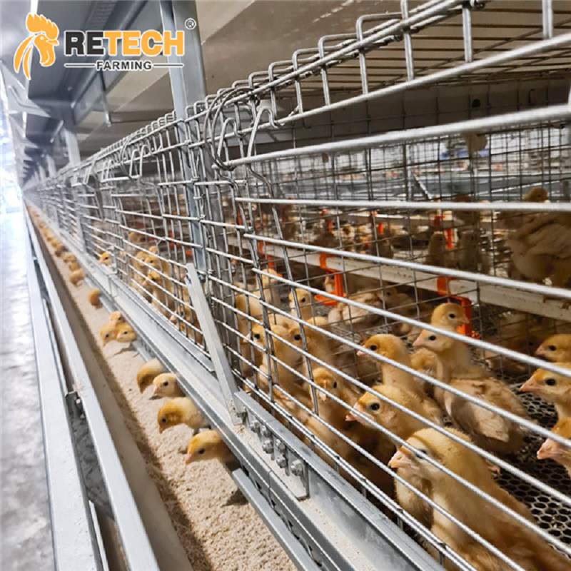 China Pullet Cages Equipment Manufacturer Supplier