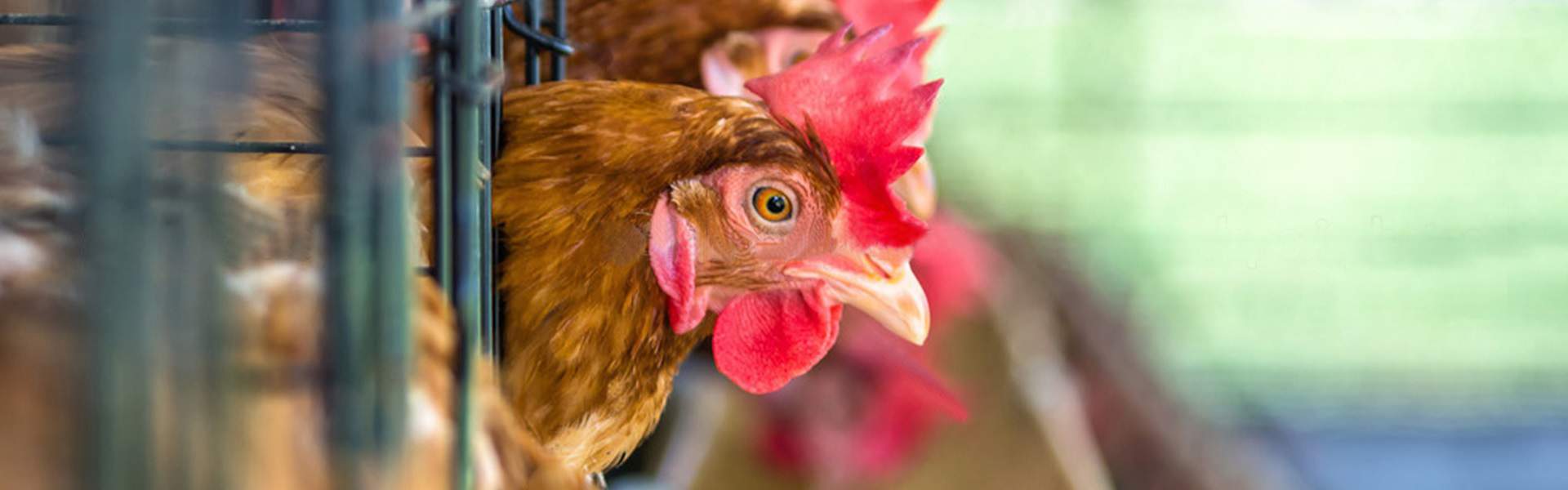 H Type Chicken Layer Breeder Cage Chicken Poultry Farming Equipment