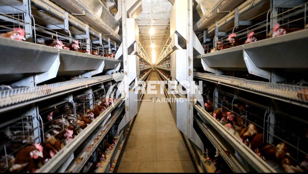 How to build a commercial poultry farm chicken house? - Retech Farming Port
