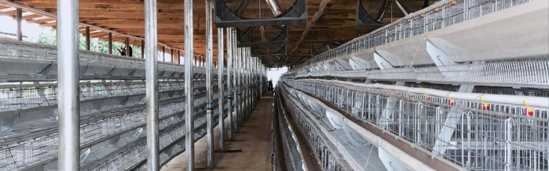 A Type Manual Egg Layer Modern Battery Cage Chicken Poultry Farming ...