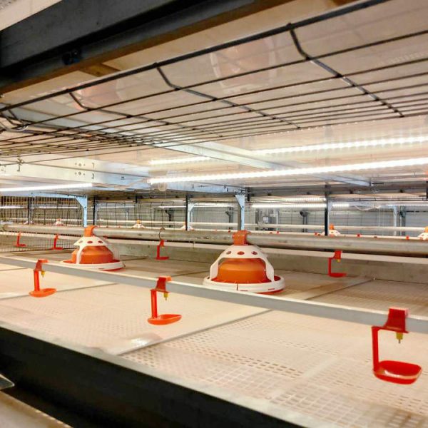 Poultry House Lighting Modern Layer Chicken Farm