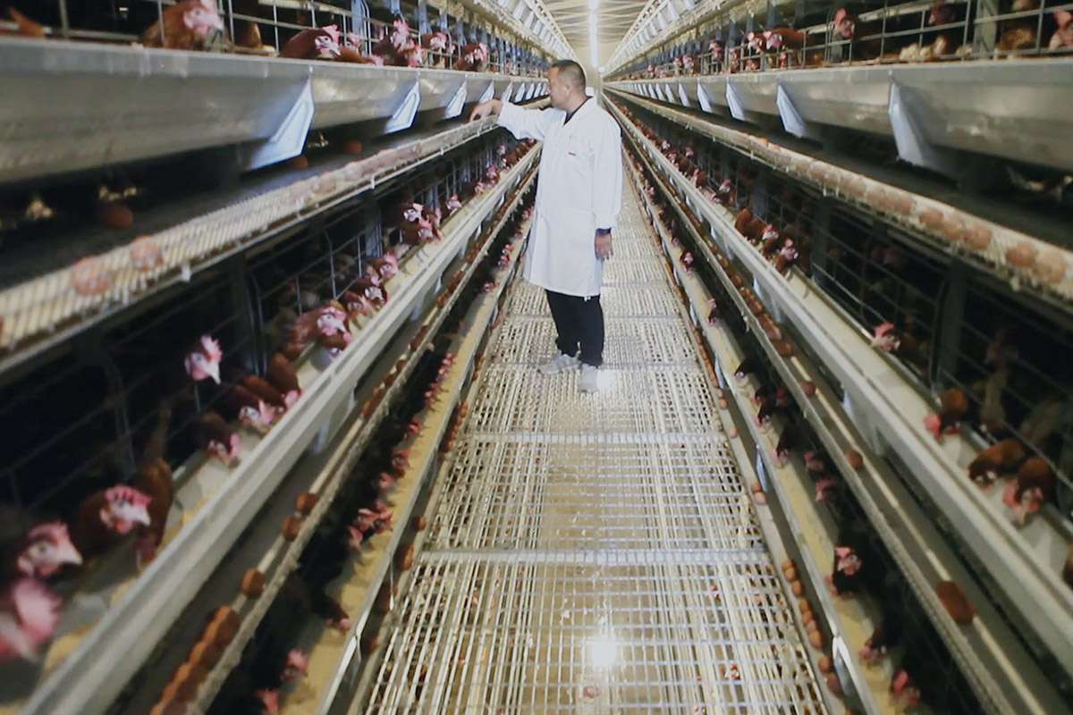 Why the closed house is a better option for poultry chicken raising ...